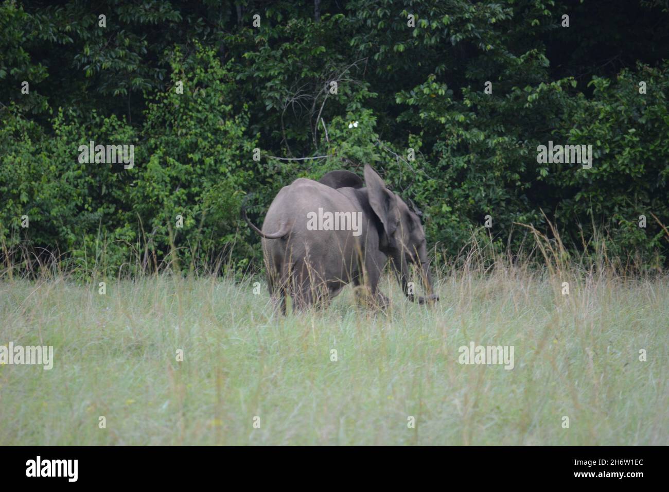 Pongara gabon Banque de photographies et d’images à haute résolution ...