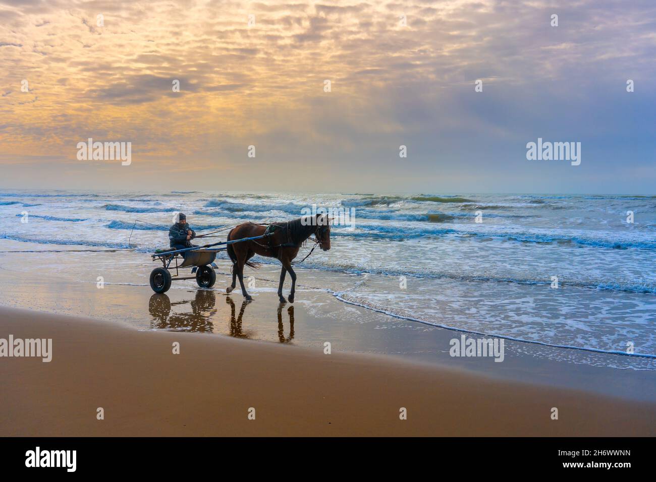 Cheval de plage coucher de soleil Banque de photographies et d’images à ...