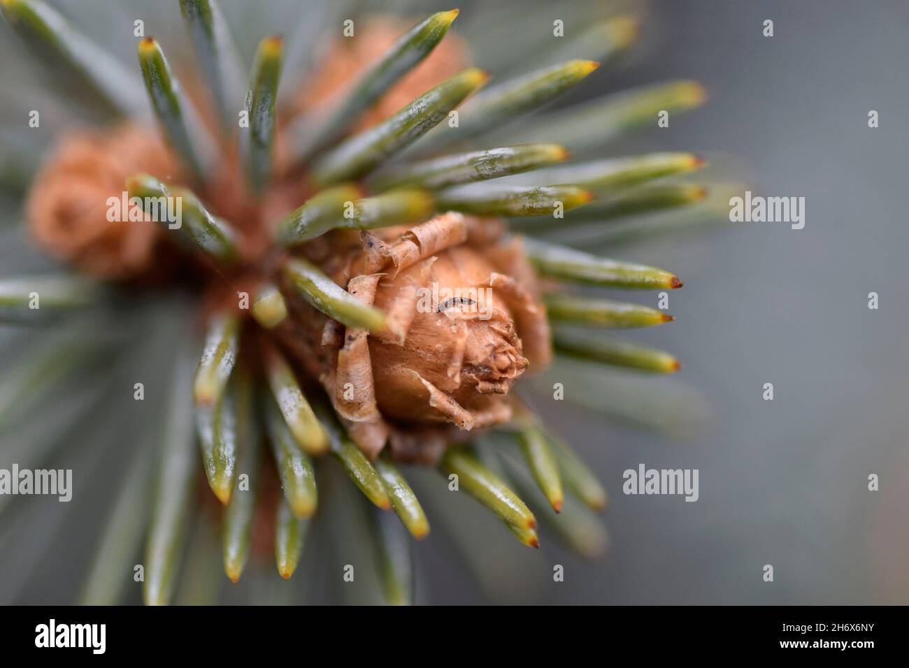 Picea pungens koster Banque de photographies et d’images à haute ...