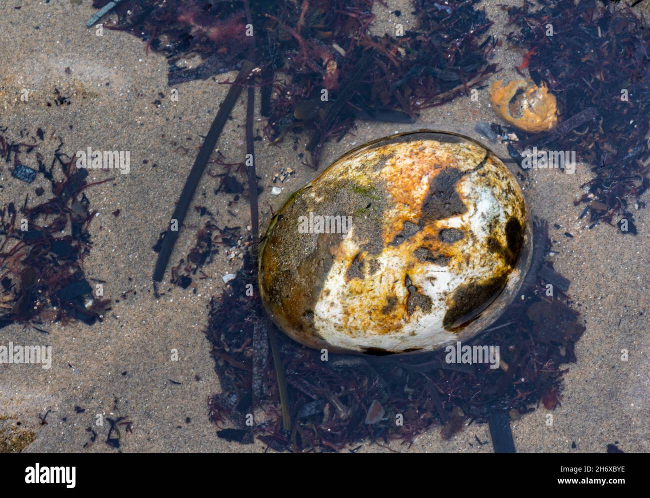 Caillou solitaire dans la piscine de roche Banque de photographies et d ...