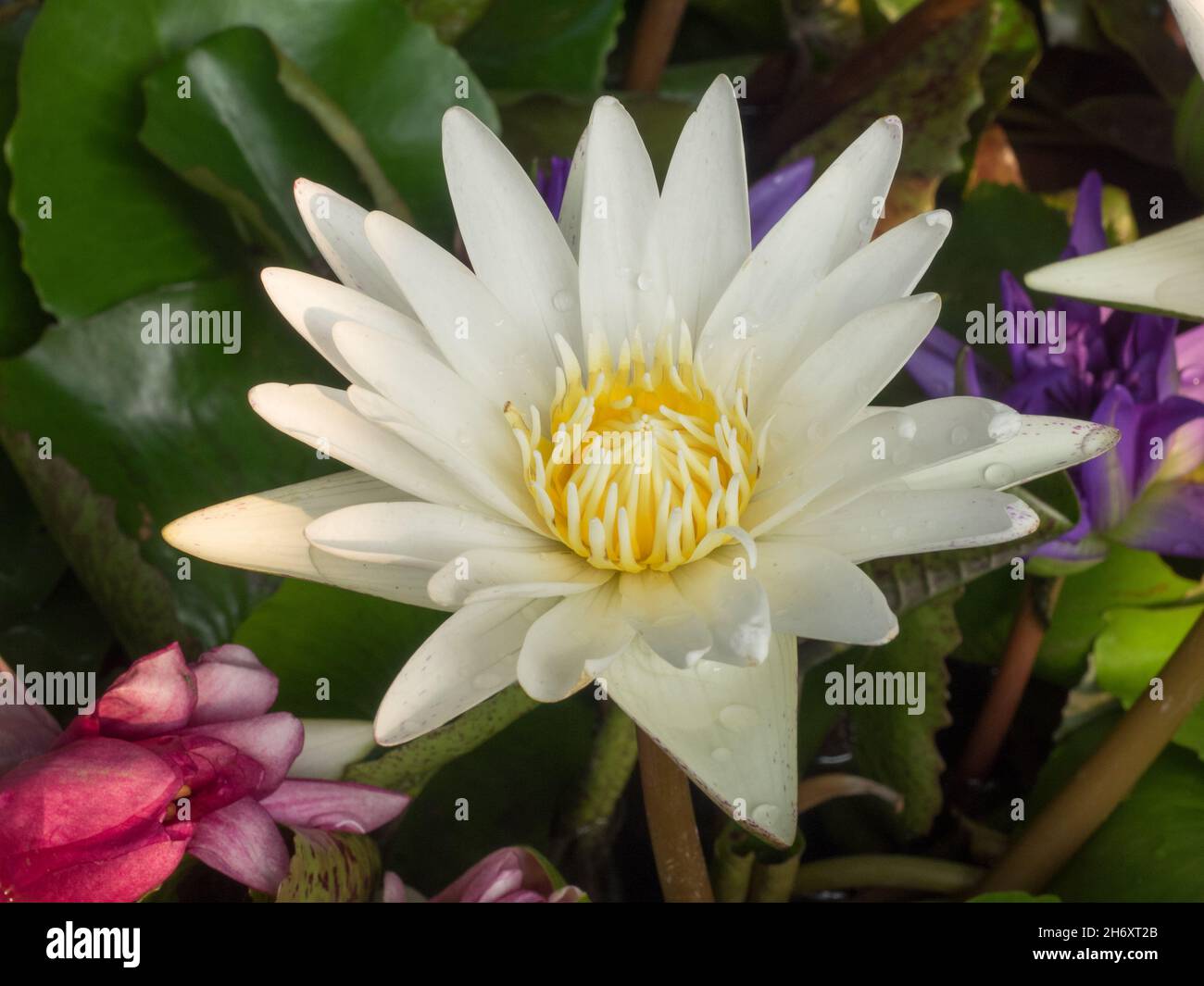 Fleur de lotus fond blanc Banque de photographies et d’images à haute ...