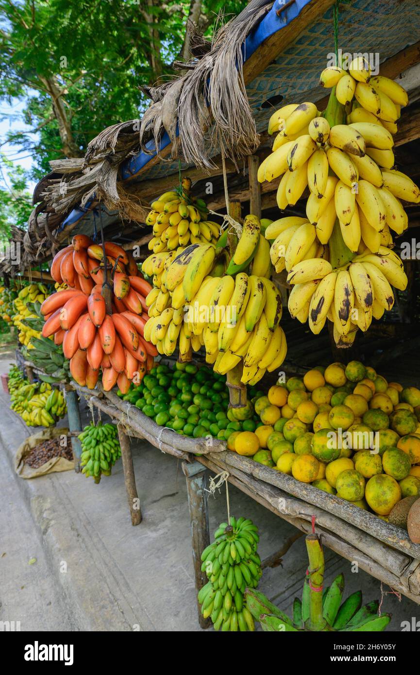 Different types of bananas Banque de photographies et d’images à haute ...