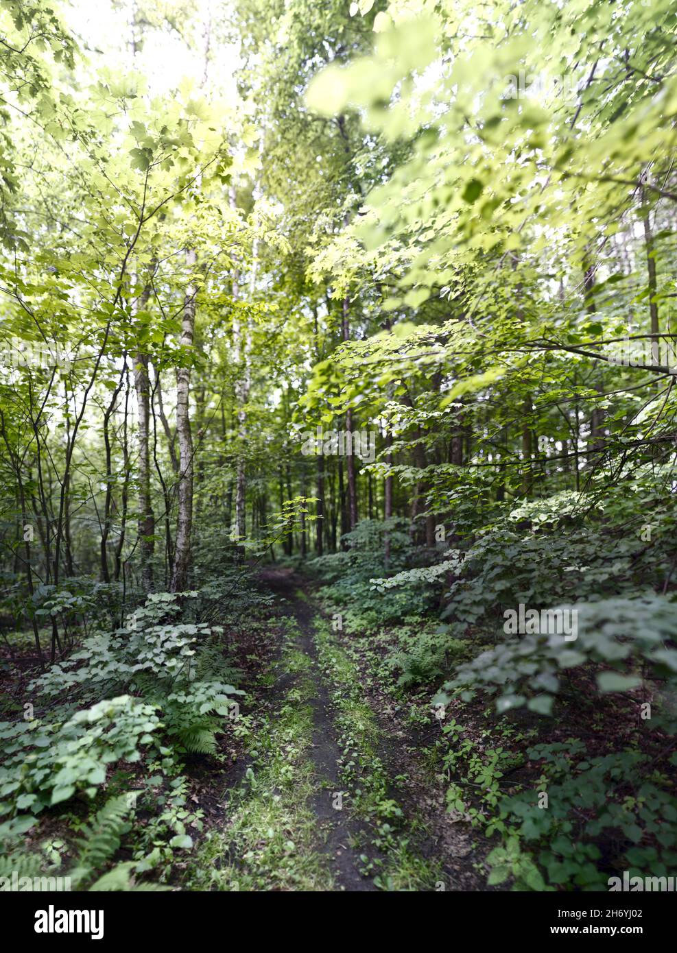 Plan de forêt dans la méthode Brenizer Photo Stock - Alamy