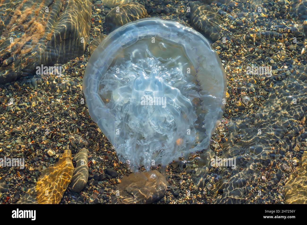 Grand méduse flottant dans les eaux peu profondes de la mer.En arrière ...