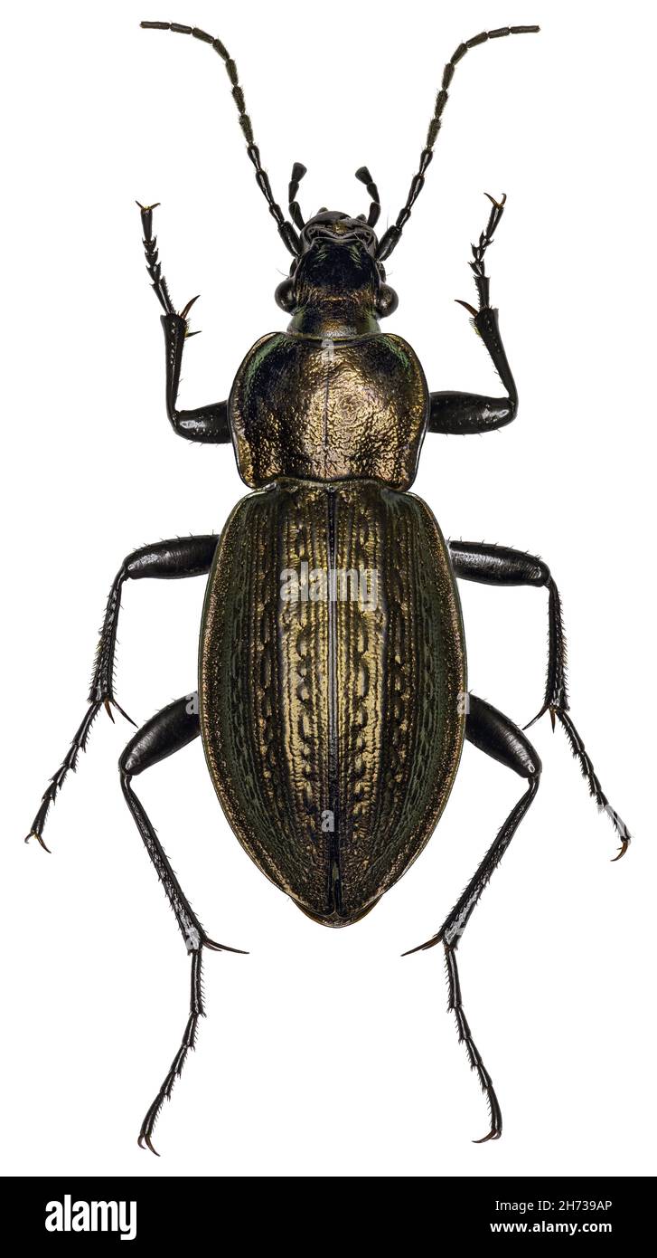 Carabus arvensis Banque de photographies et d’images à haute résolution ...