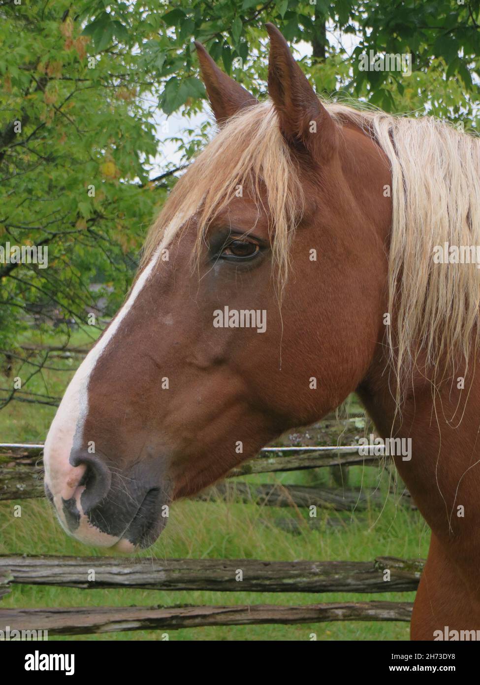 Oreilles de cheval en avant Banque de photographies et d’images à haute ...
