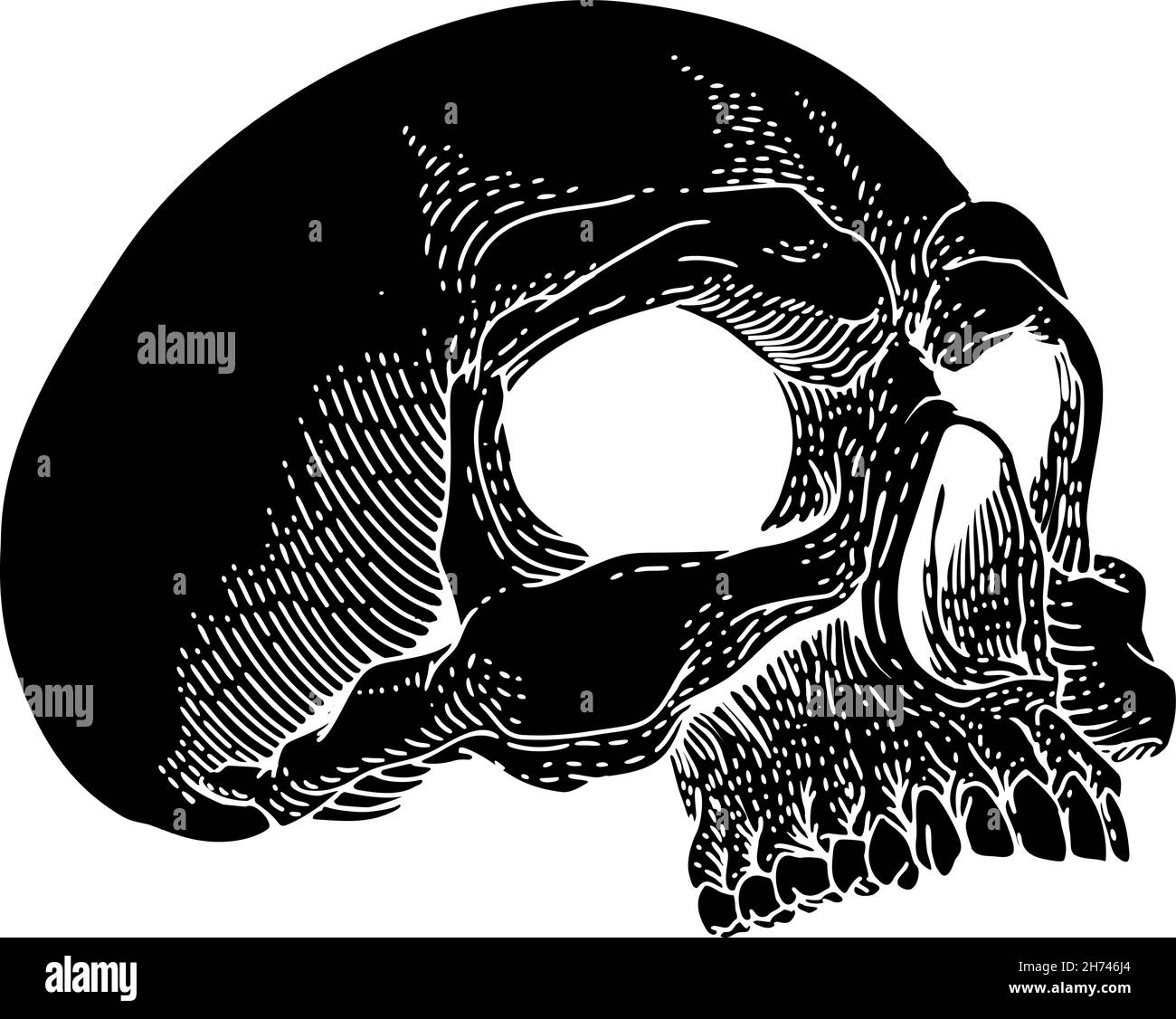 Crâne Skeleton Grim Reaper Mascot Vintage Woodcut Image Vectorielle ...