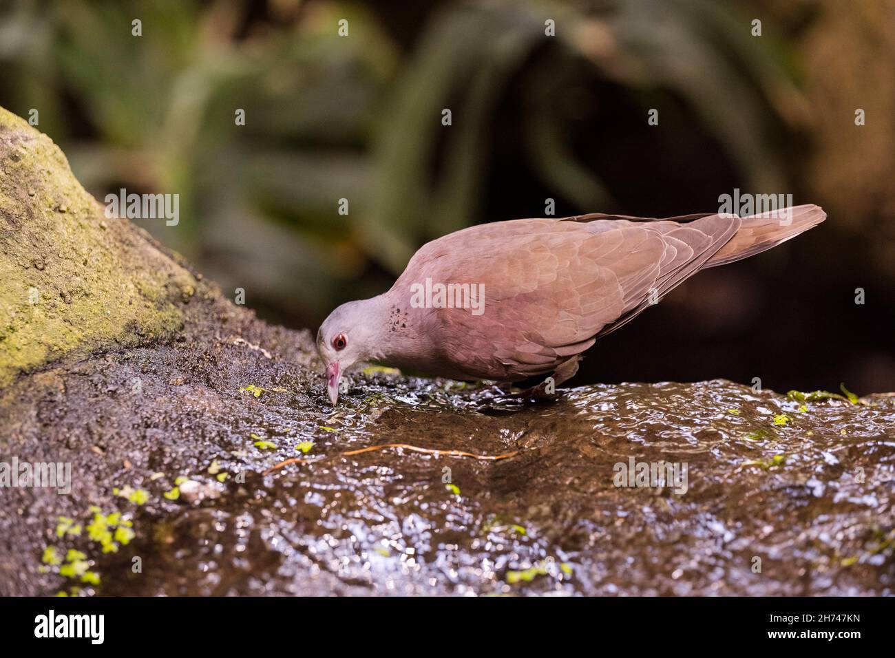 Streptopelia picturata Banque de photographies et d’images à haute ...