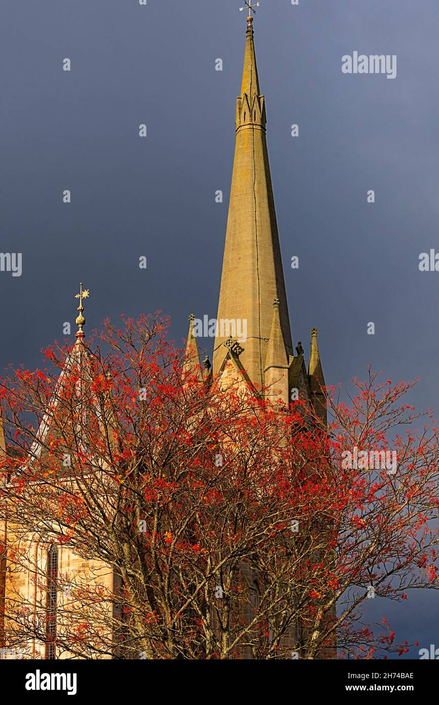 Rowan autumn spire Banque de photographies et d’images à haute ...