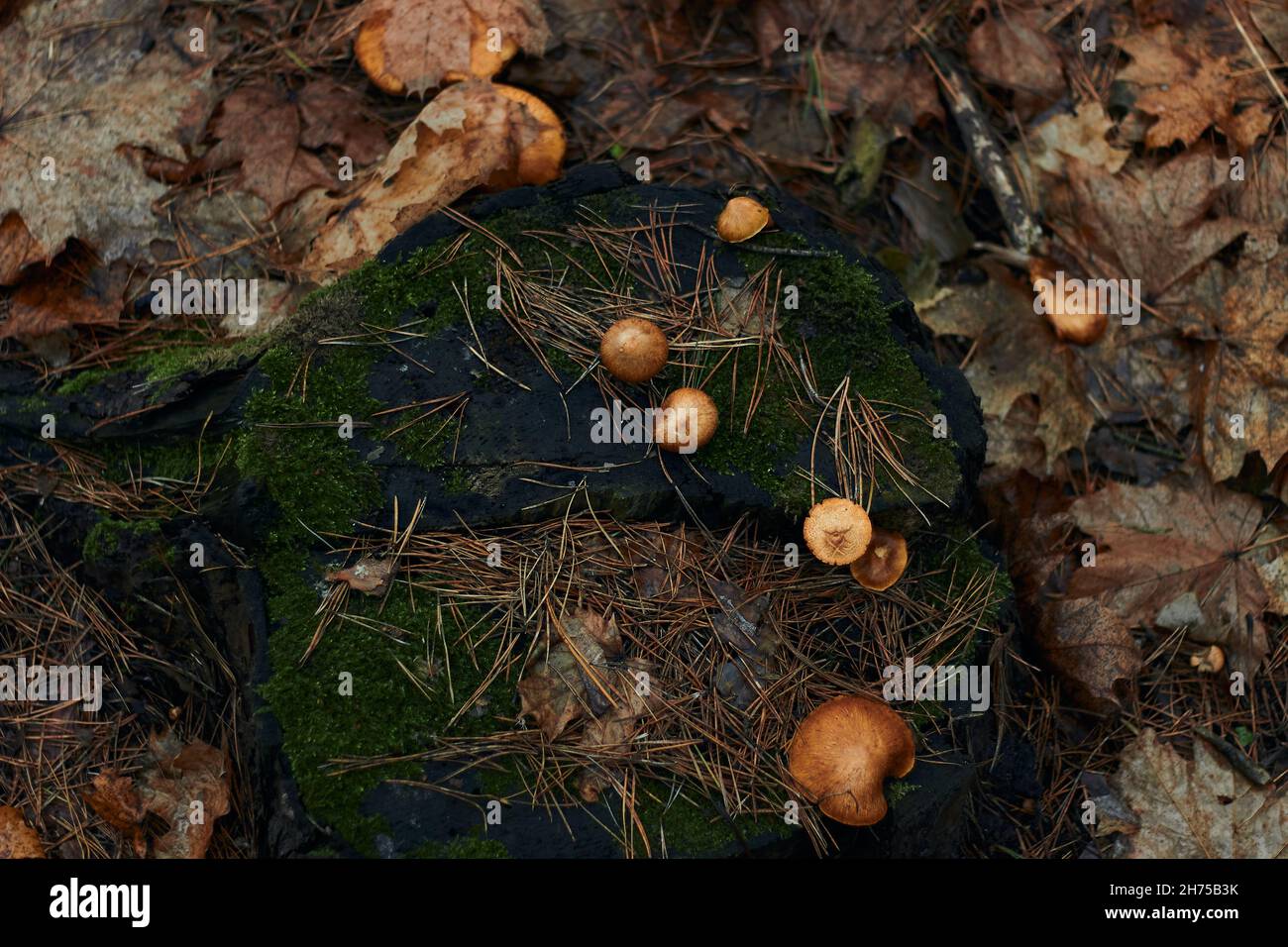 Trois beaux petits champignons comestibles poussent dans la forêt d ...