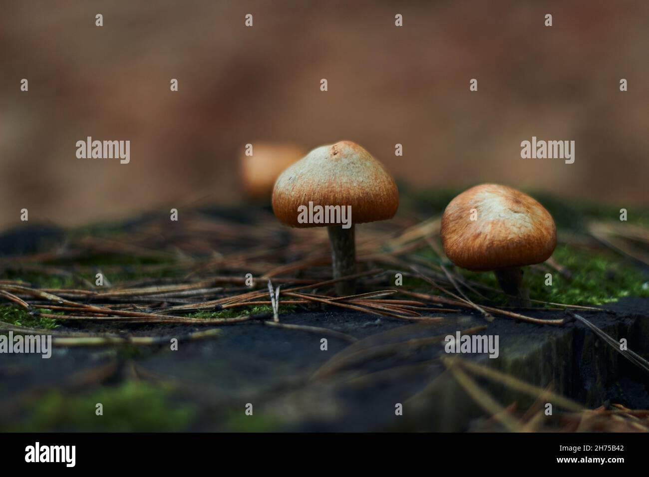 Trois beaux petits champignons comestibles poussent dans la forêt d ...