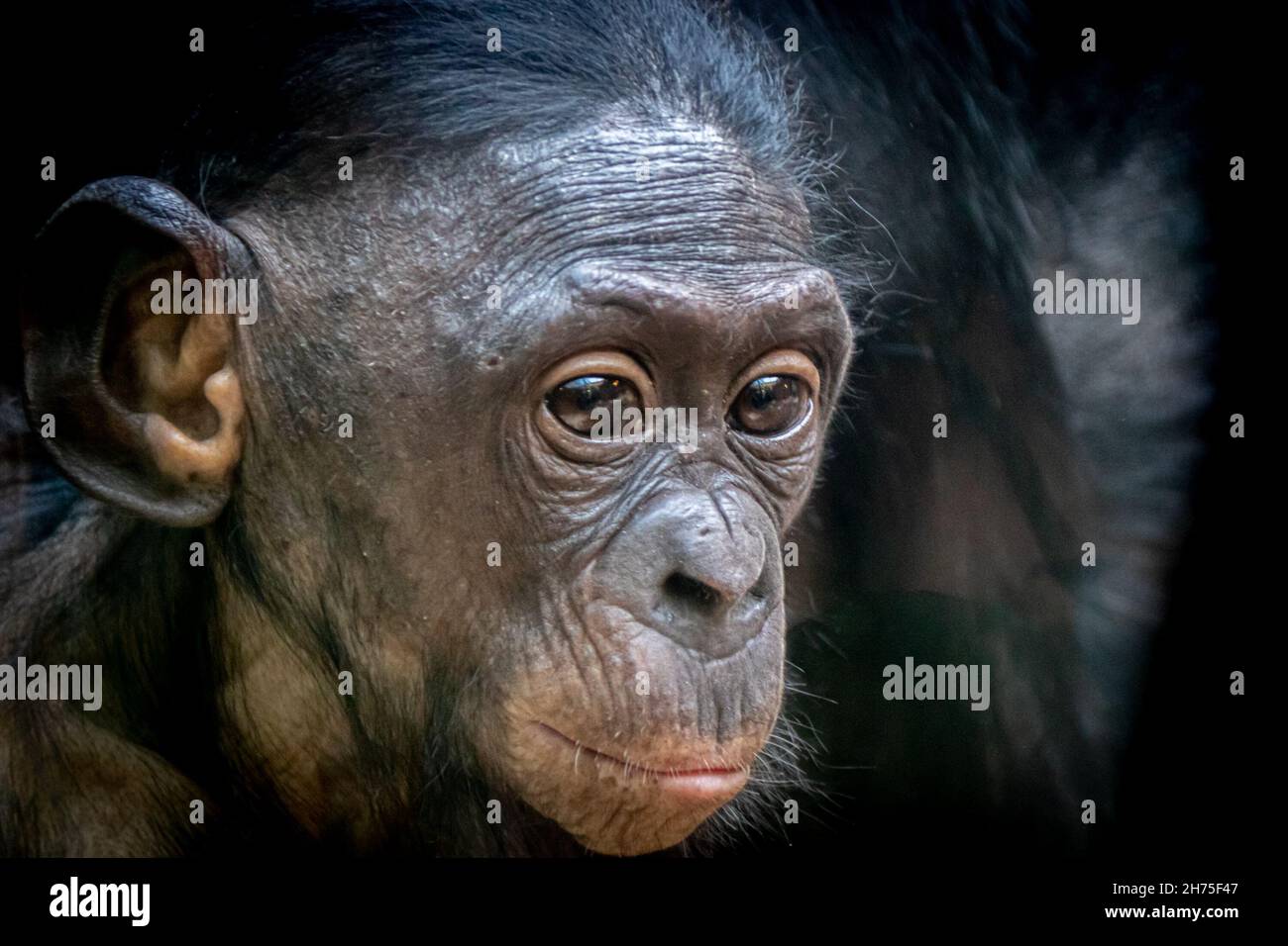 Bébé singe isolé Banque de photographies et d’images à haute résolution ...
