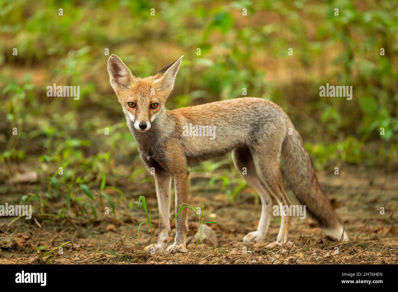 renard à pieds blancs ou renard désertique ou vulpes vulpes pusilla ...