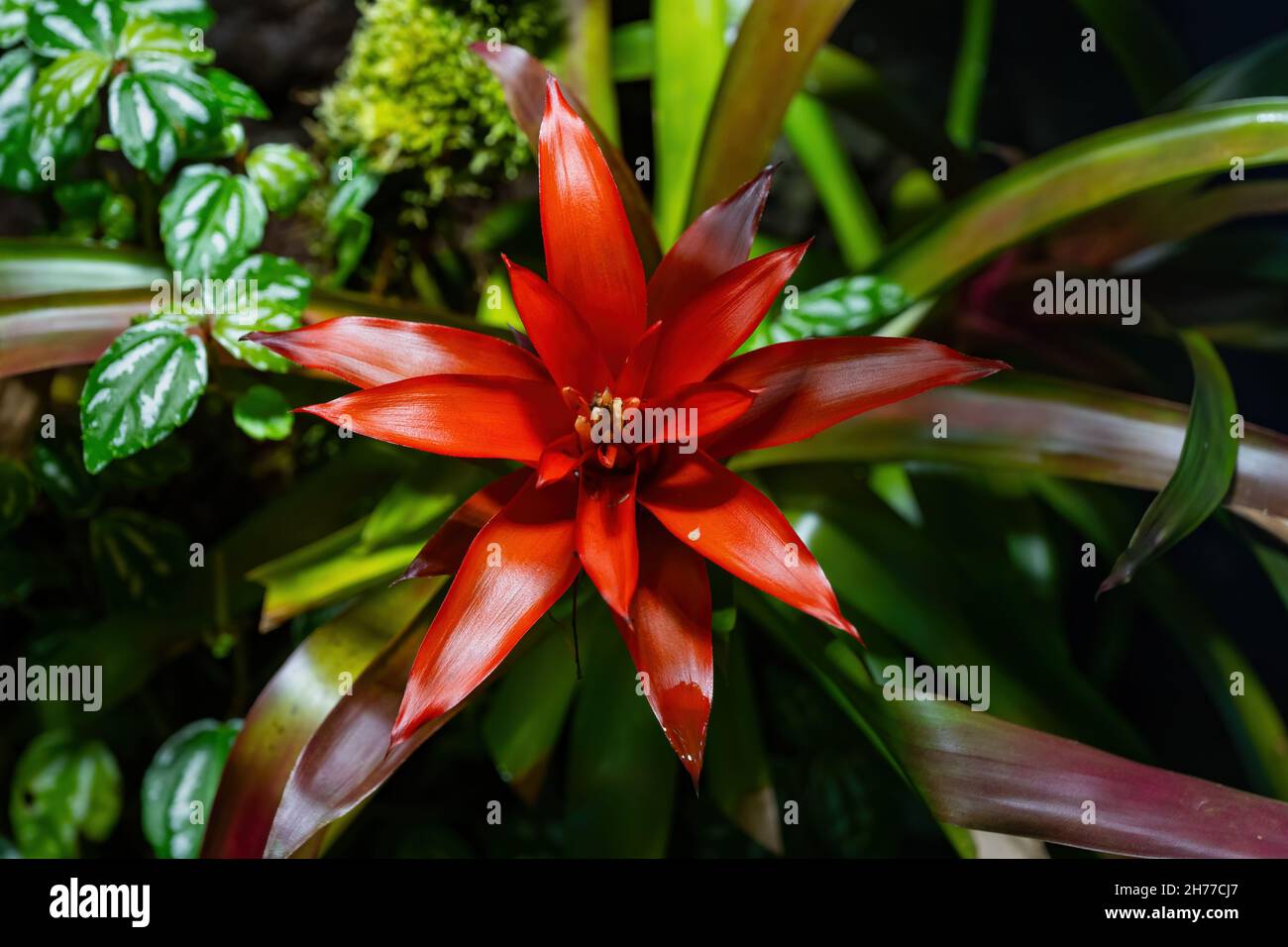 Plante de broméliacées Banque de photographies et d’images à haute ...