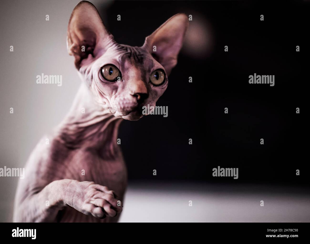 Race de chat rare Banque de photographies et d’images à haute ...