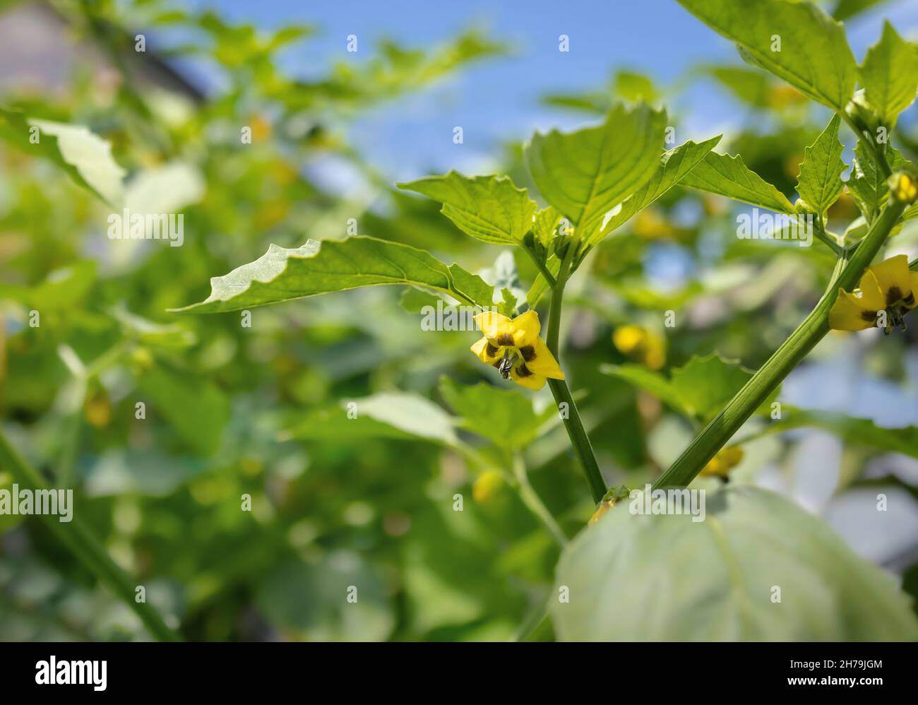 Tomate en pleine floraison Banque de photographies et d’images à haute ...