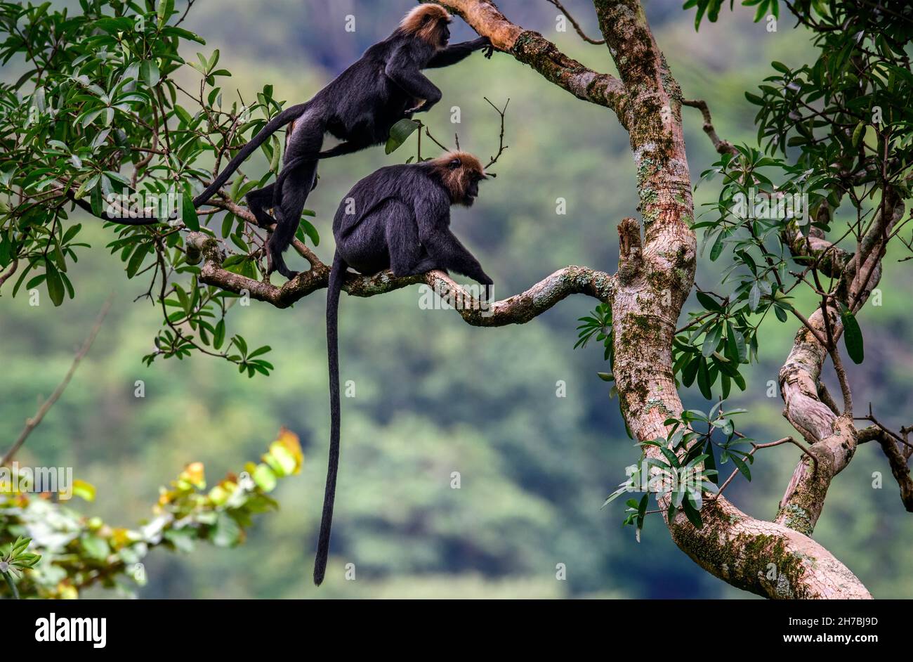 Le singe langur Nilgiri court et saute sur un arbre dans son habitat ...