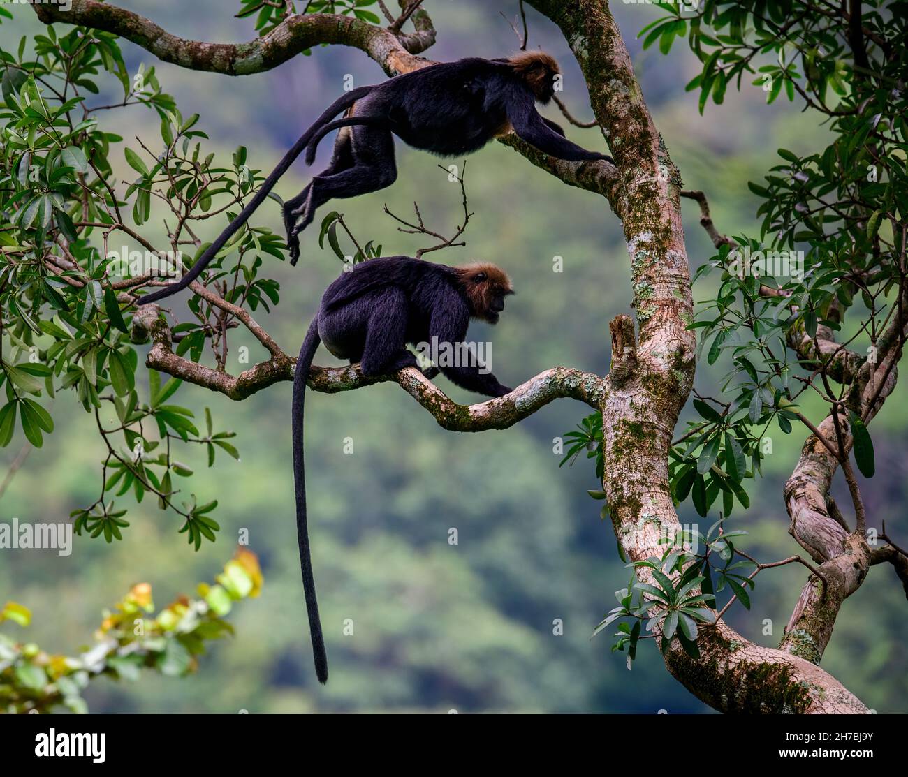 Le singe langur Nilgiri court et saute sur un arbre dans son habitat ...