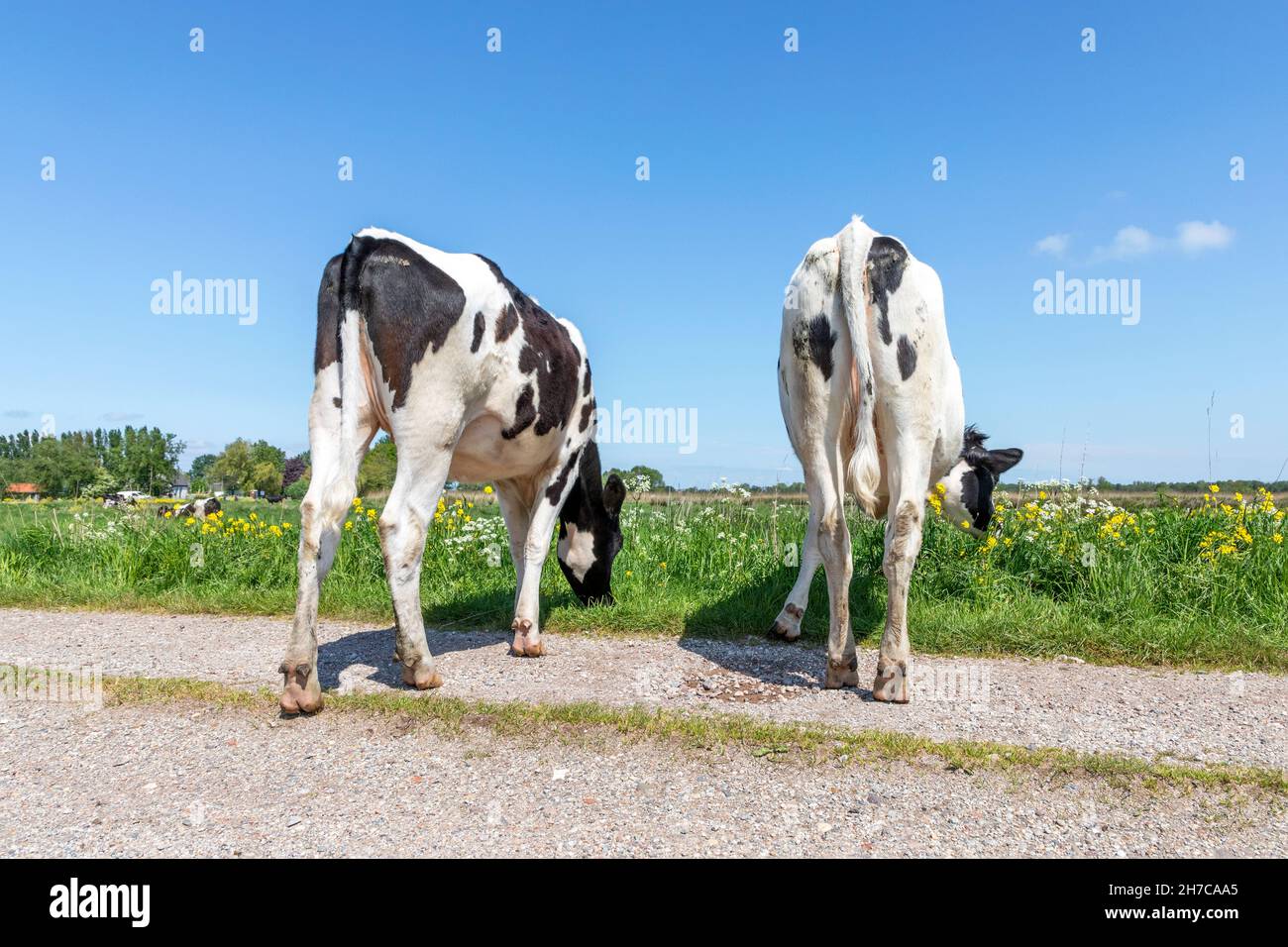 Cow bum Banque de photographies et d’images à haute résolution - Alamy