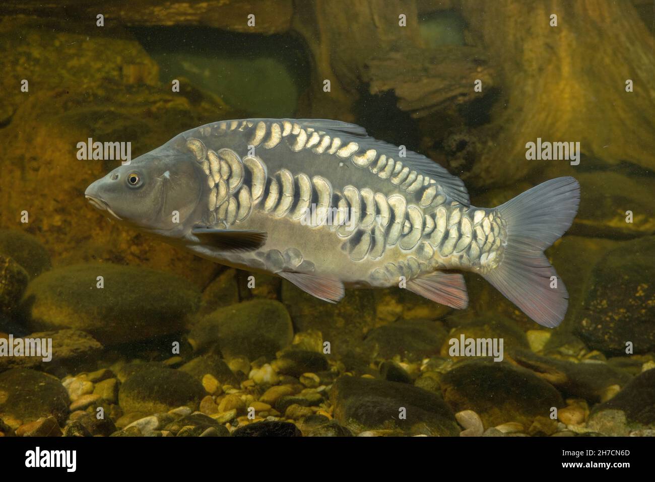 Carpe, carpe commune, carpe européenne (Cyprinus carpio), carpe à ...