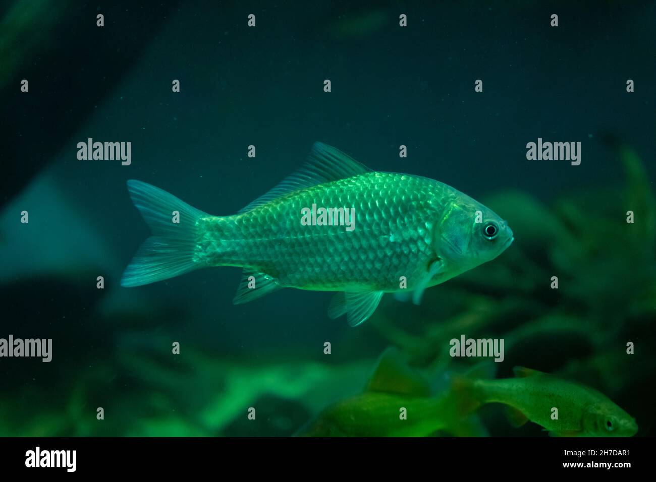 Aquariophilie : poissons jaunes Banque de photographies et d’images à ...