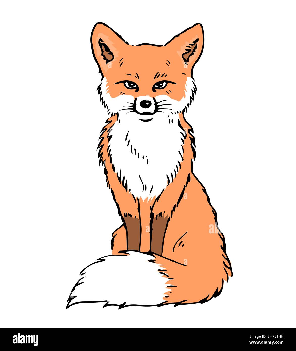 Croquis De Renard Roux Assis Stickers Muraux Renards • Pixers®