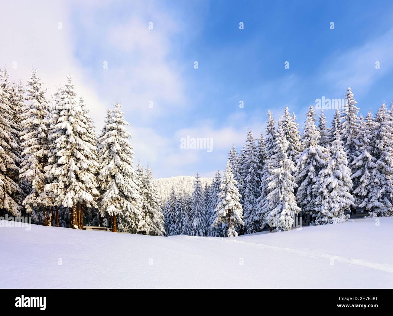 Magnifique paysage le matin froid de l'hiver.Pins dans les dérives ...