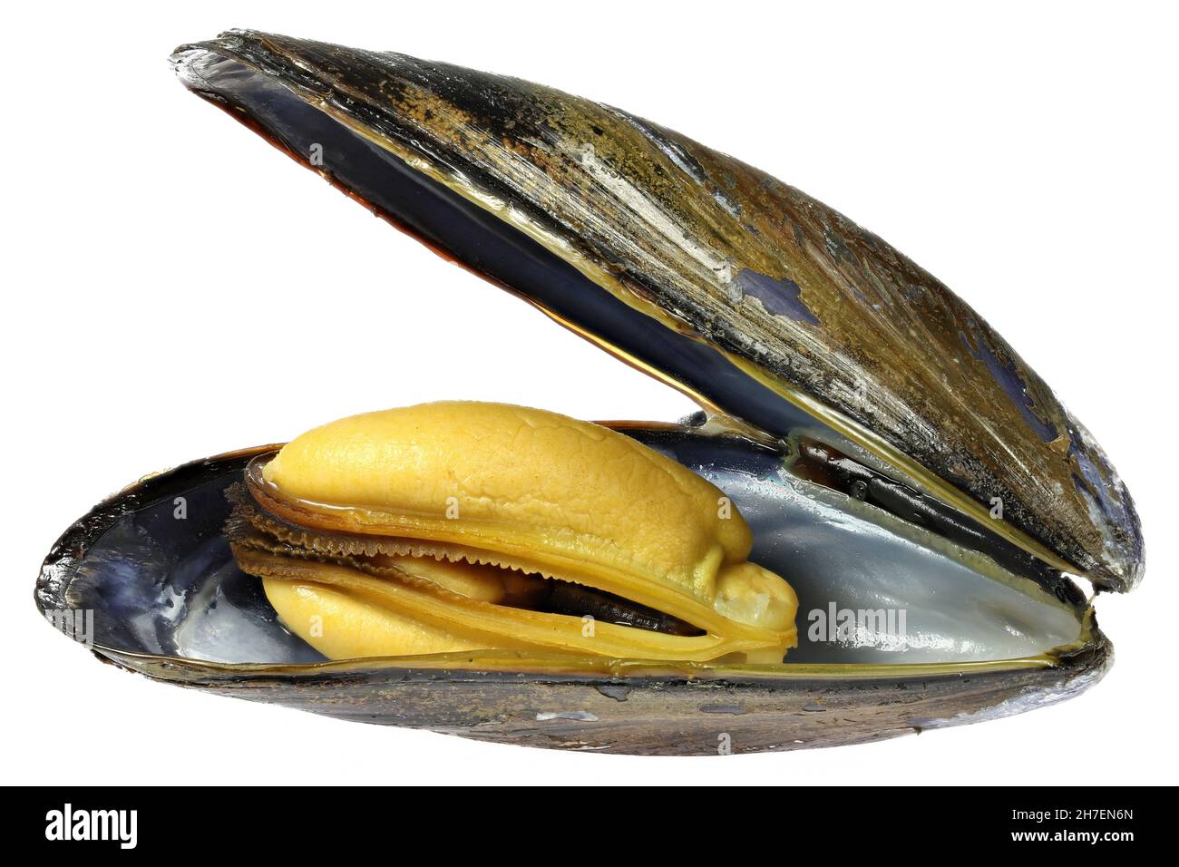 Moule bleu marine Banque de photographies et d’images à haute ...