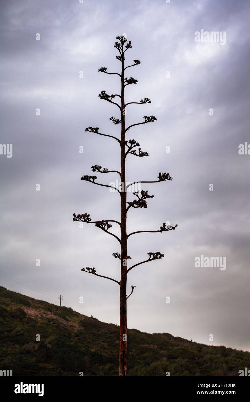 Tige d'agave Banque de photographies et d’images à haute résolution - Alamy