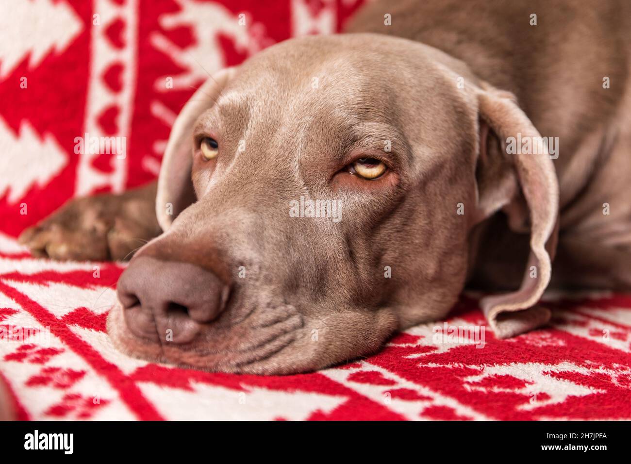 Nous aimons les chiens lit de chien Banque de photographies et d’images ...