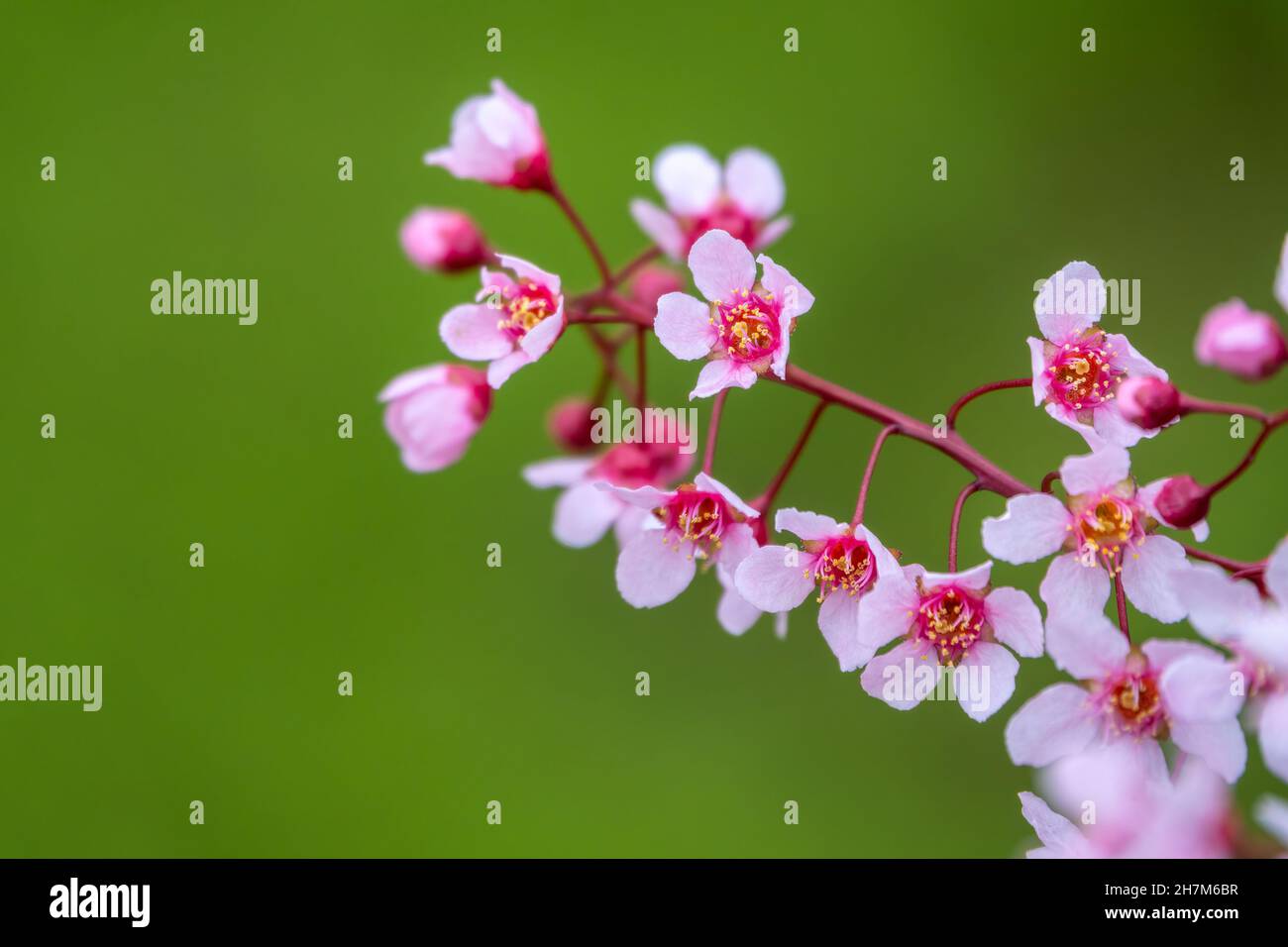 Fleurs de cerisier rose.Les branches d'un arbre en fleur.Cerisier à ...