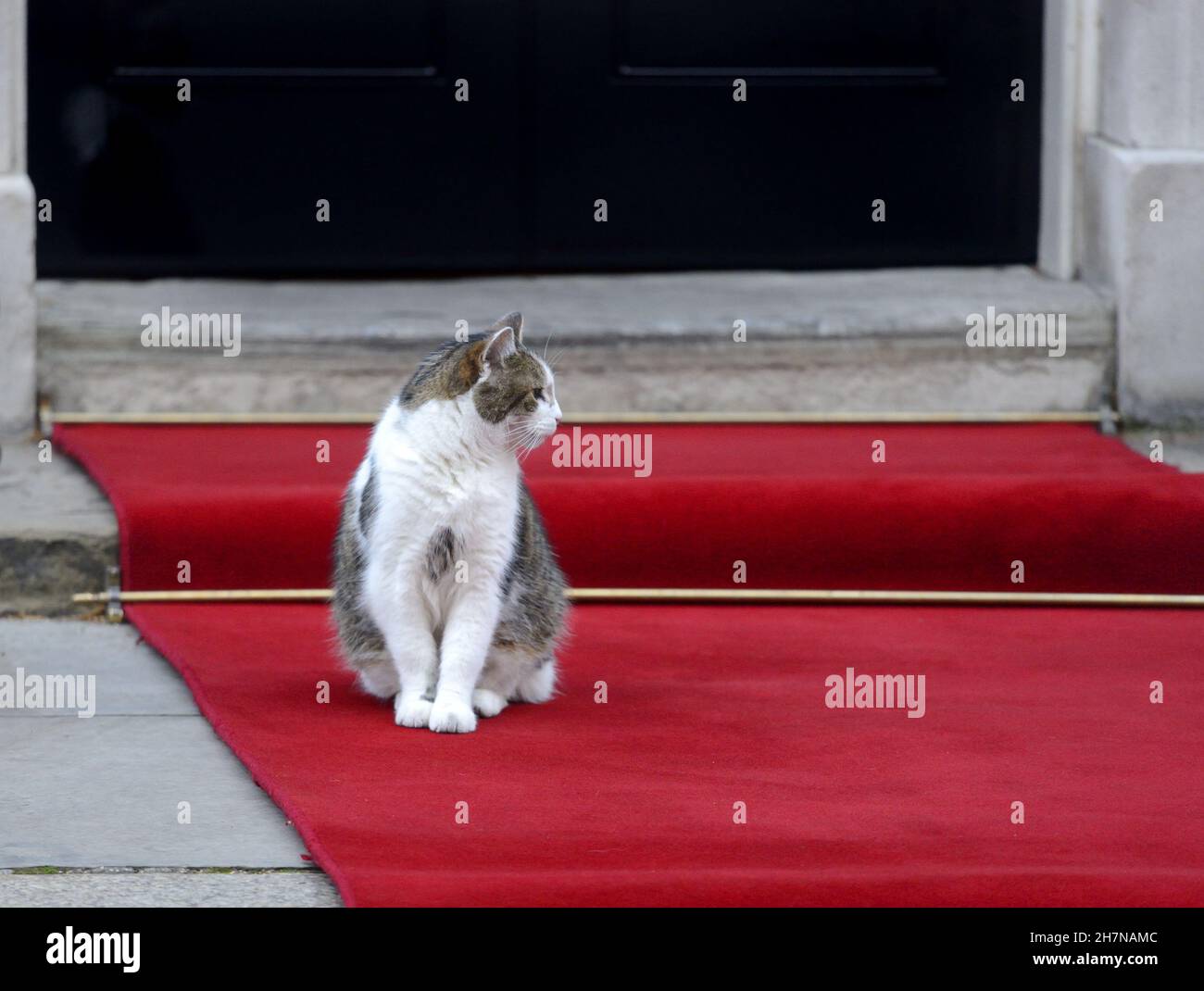Larry le chat rue downing sur le tapis rouge Banque de photographies et ...
