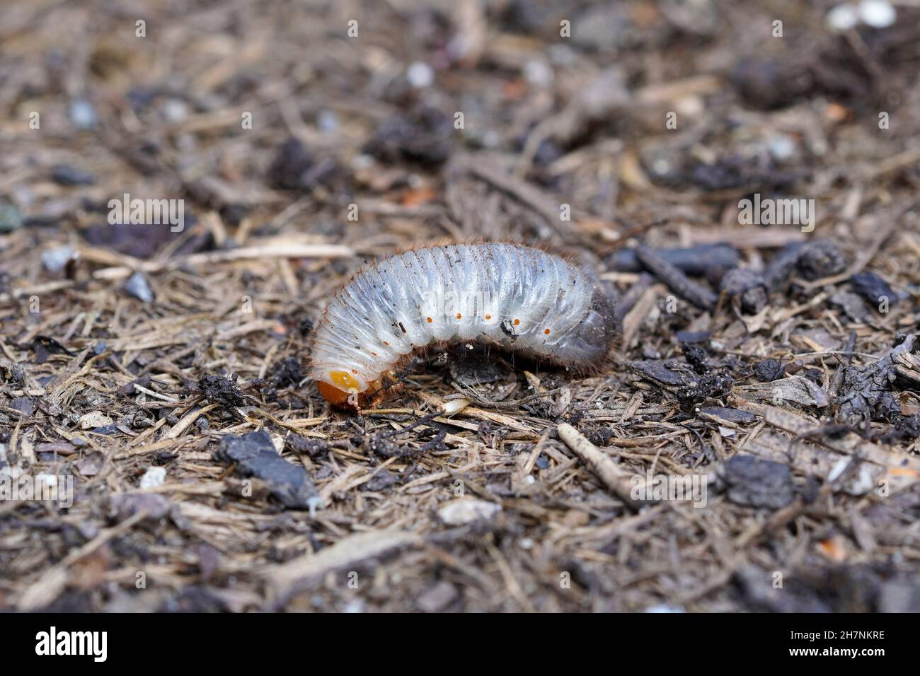 Larve du hanneton Banque de photographies et d’images à haute ...