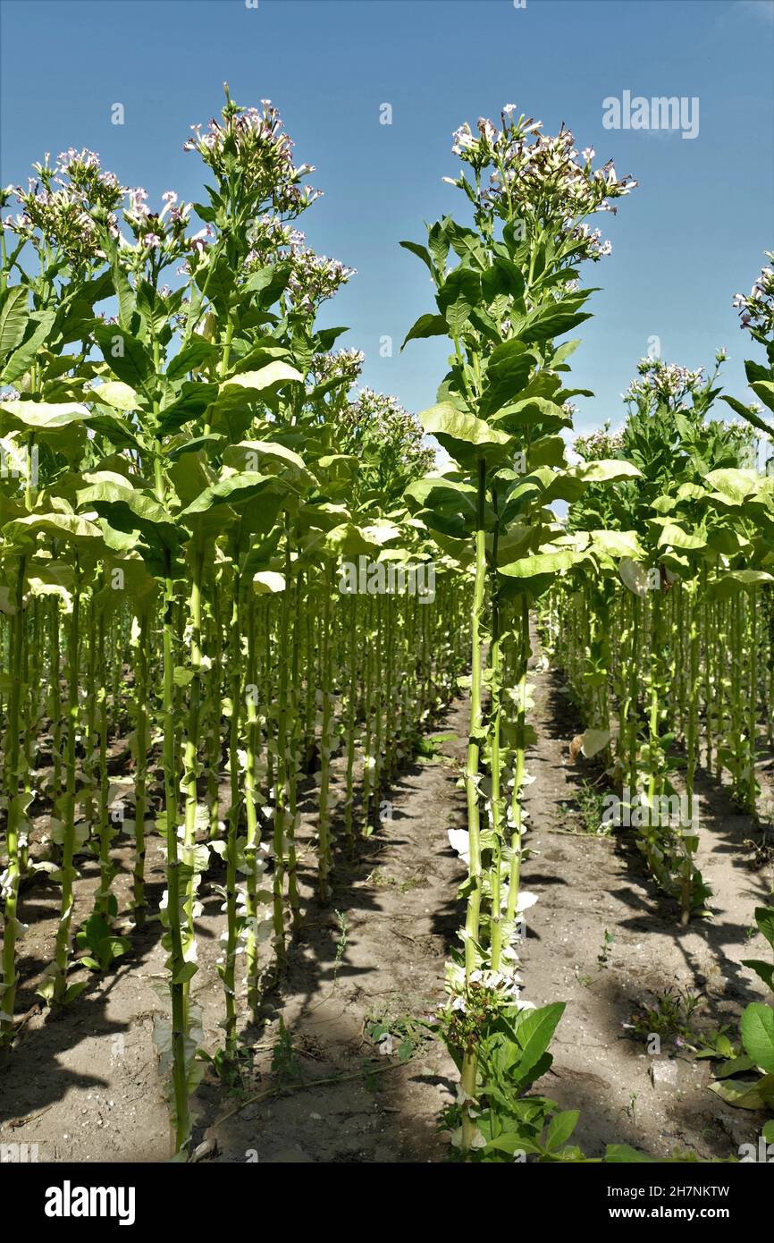 Tabacco plant Banque de photographies et d’images à haute résolution ...