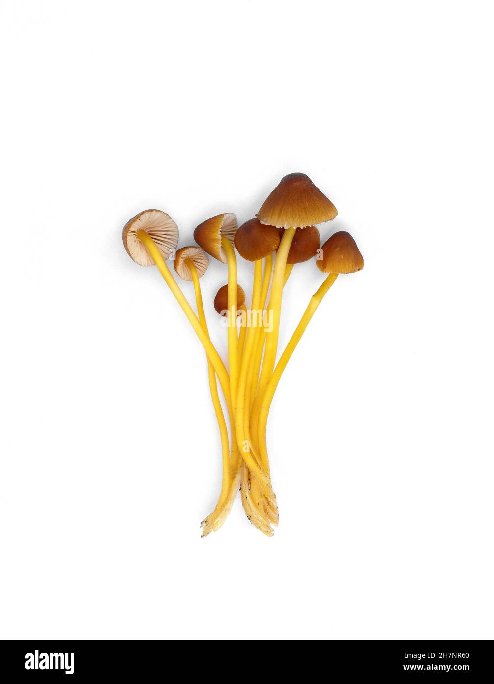 Mycena renati, communément connu comme le beau capot est une espèce de ...