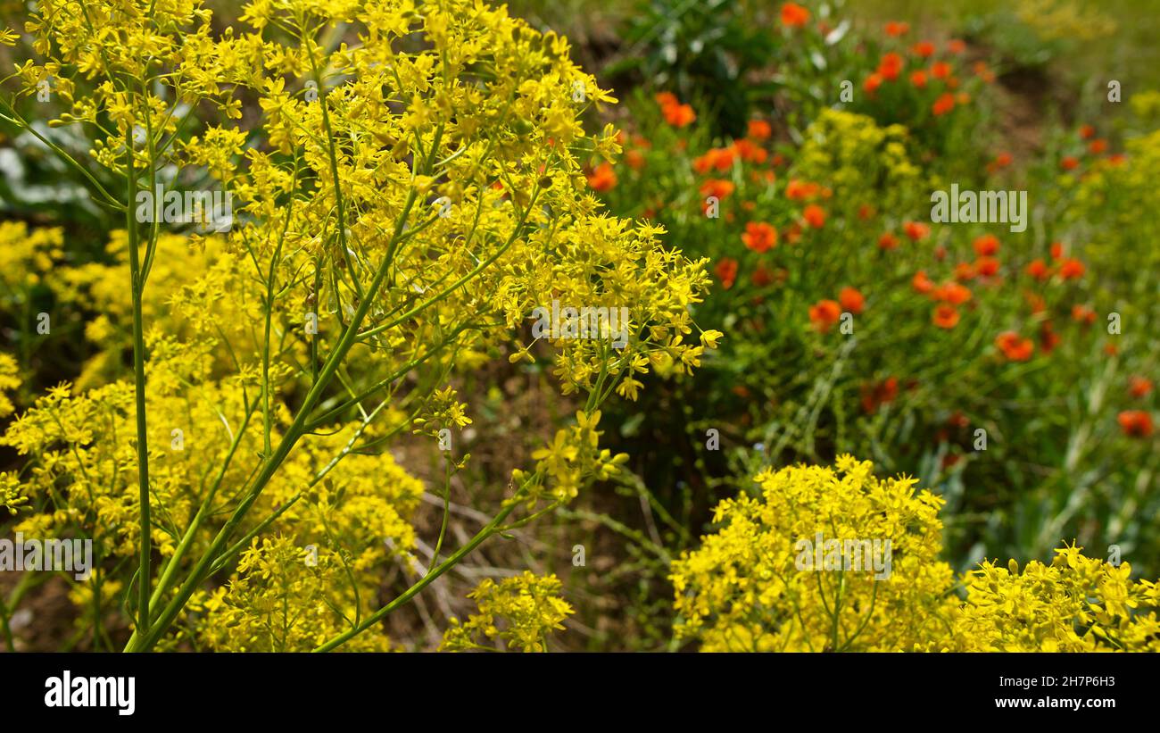 Fleurs sauvages colorées.Pelouses vertes et différentes sortes de ...