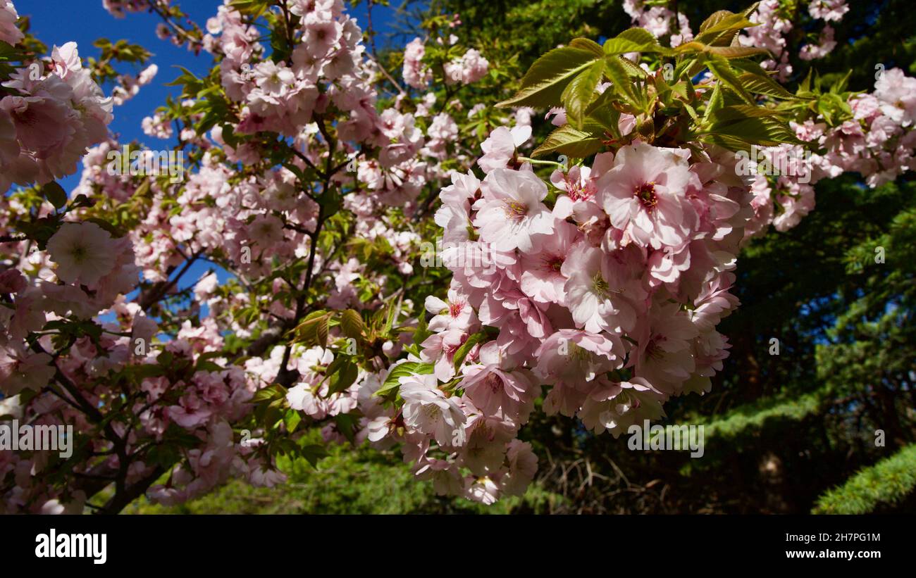 Fleurs sauvages colorées.Pelouses vertes et différentes sortes de ...