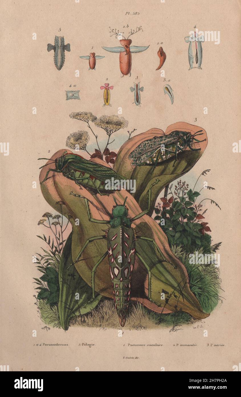 Sauterelles de la vessie Banque de photographies et d’images à haute ...