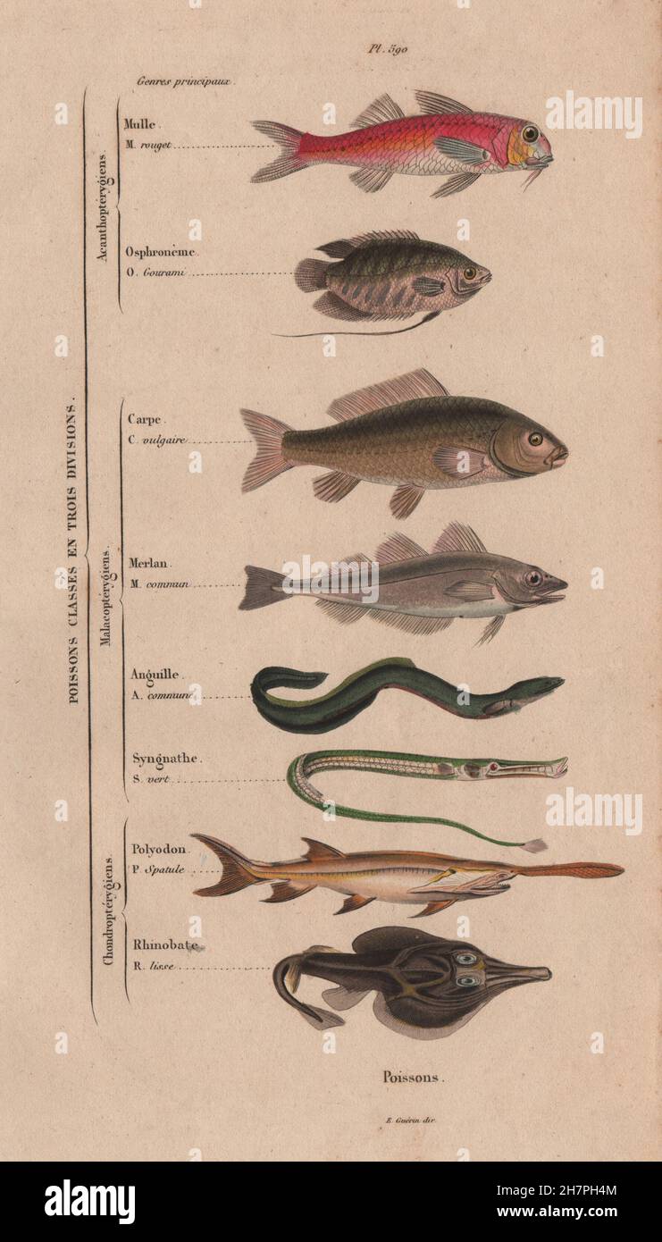 Poissons : en 3 divisions. Les genres de commandes. Les classifications ...
