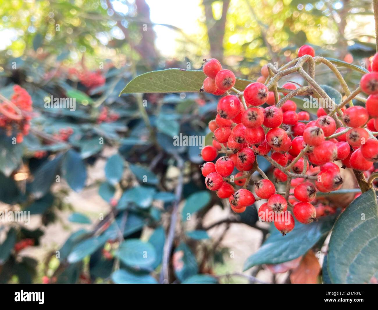 Bosquet de baies Banque de photographies et d’images à haute résolution ...