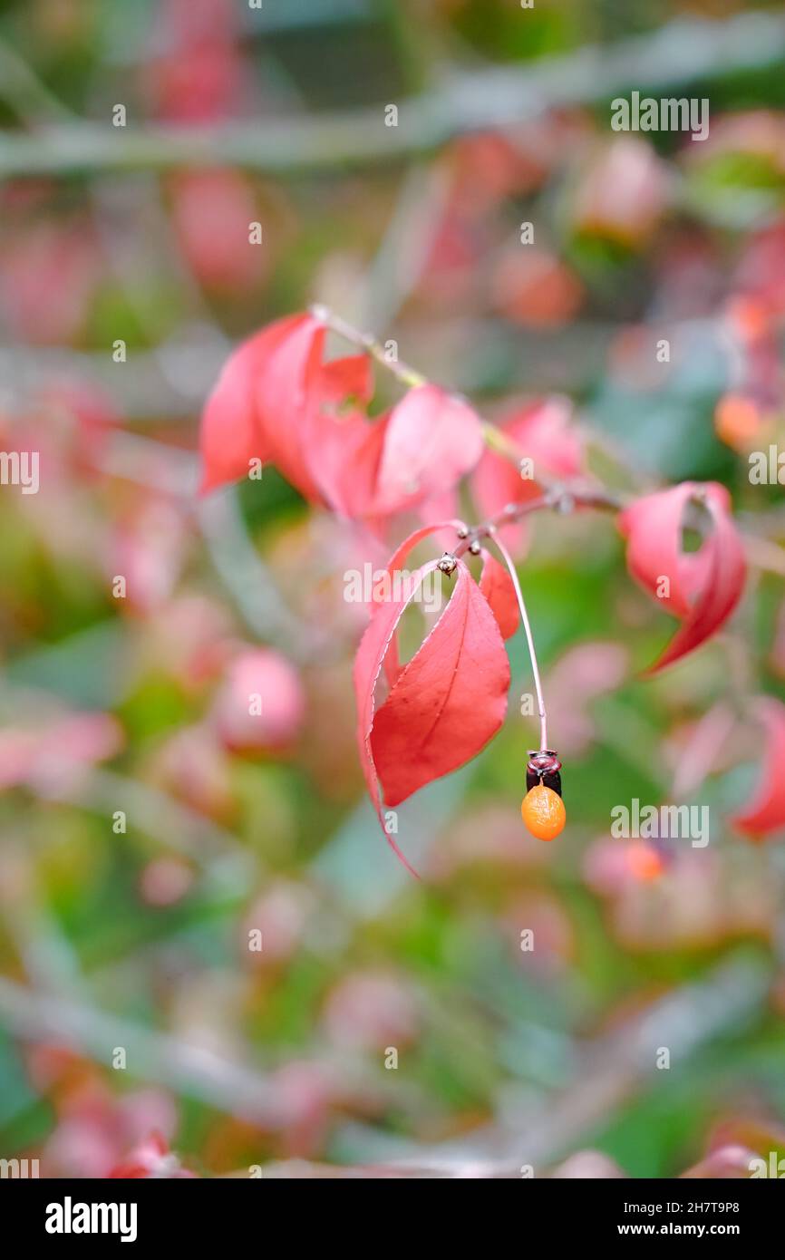 Plan vertical de feuilles rouges de buisson en feu (Euonymus alatus ...