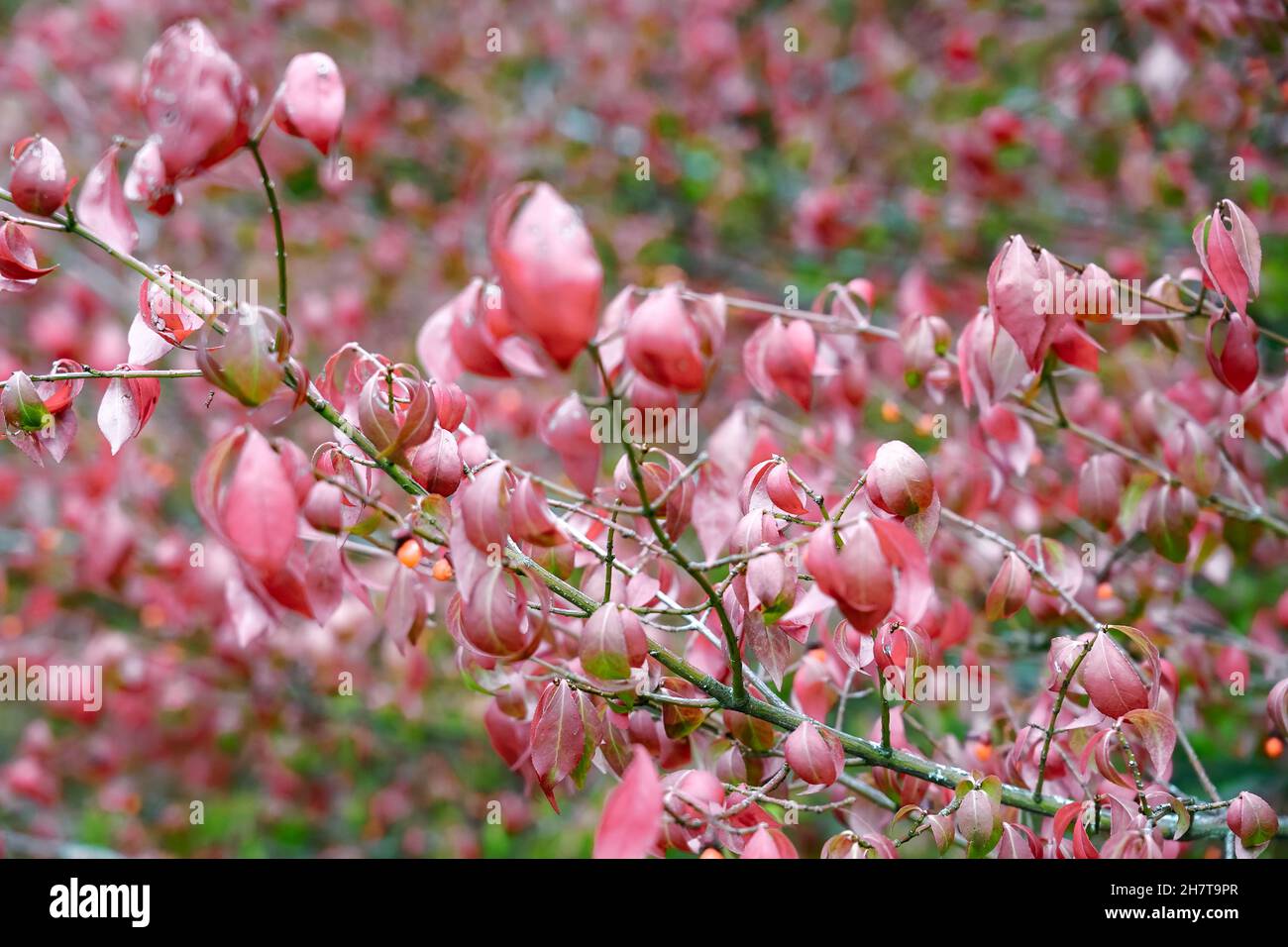 Cliché sélectif de feuilles rouges de buisson en feu (Euonymus alatus ...