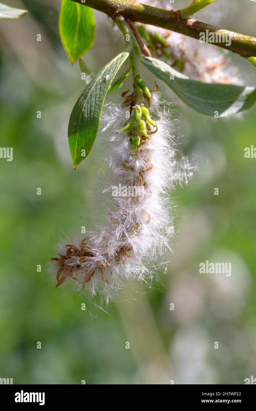 White willow fruit salix alba Banque de photographies et d’images à ...