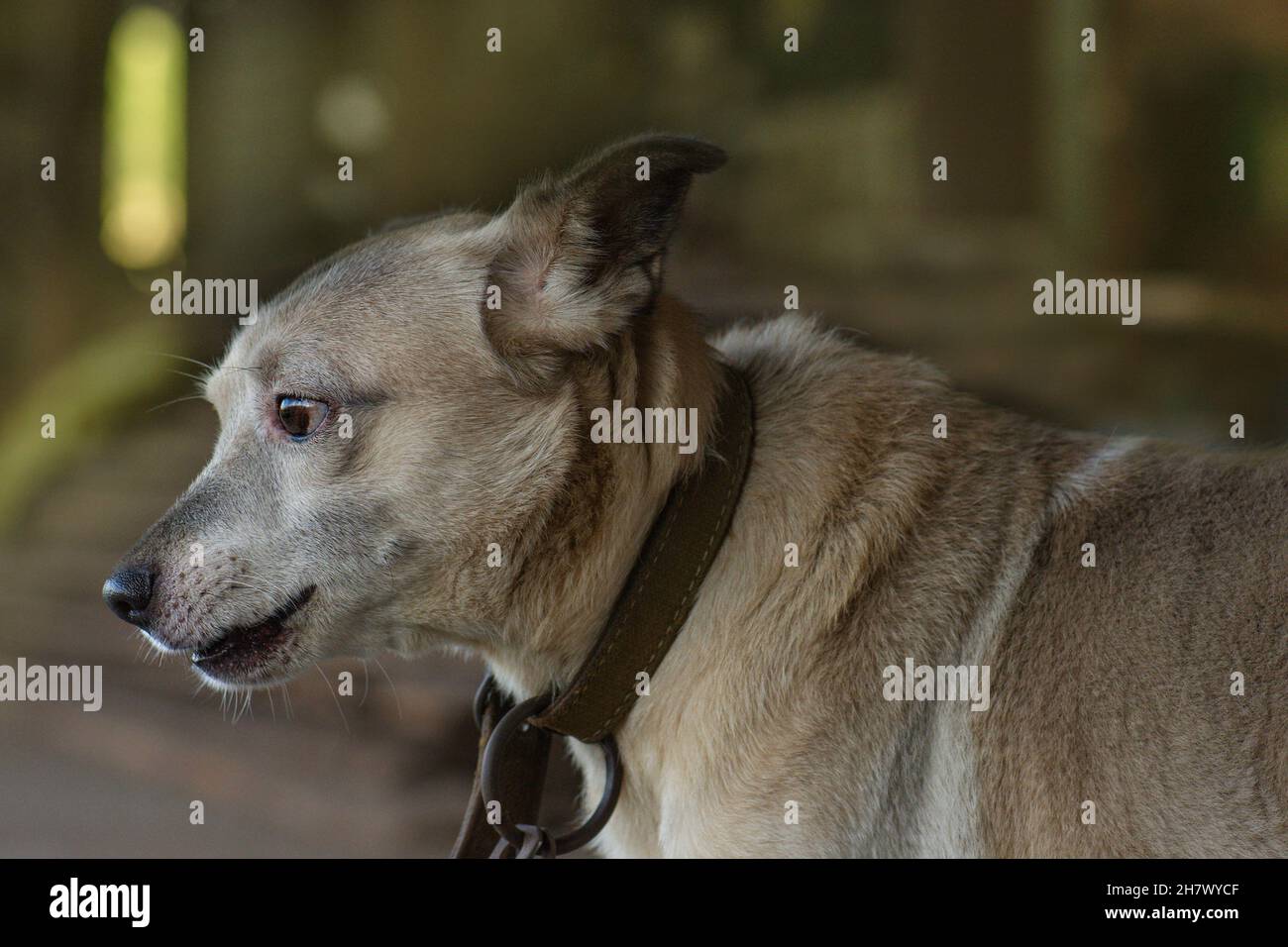 Adopter un chien à l'abri pour chiens. Chien mongrel dans un abri en ...