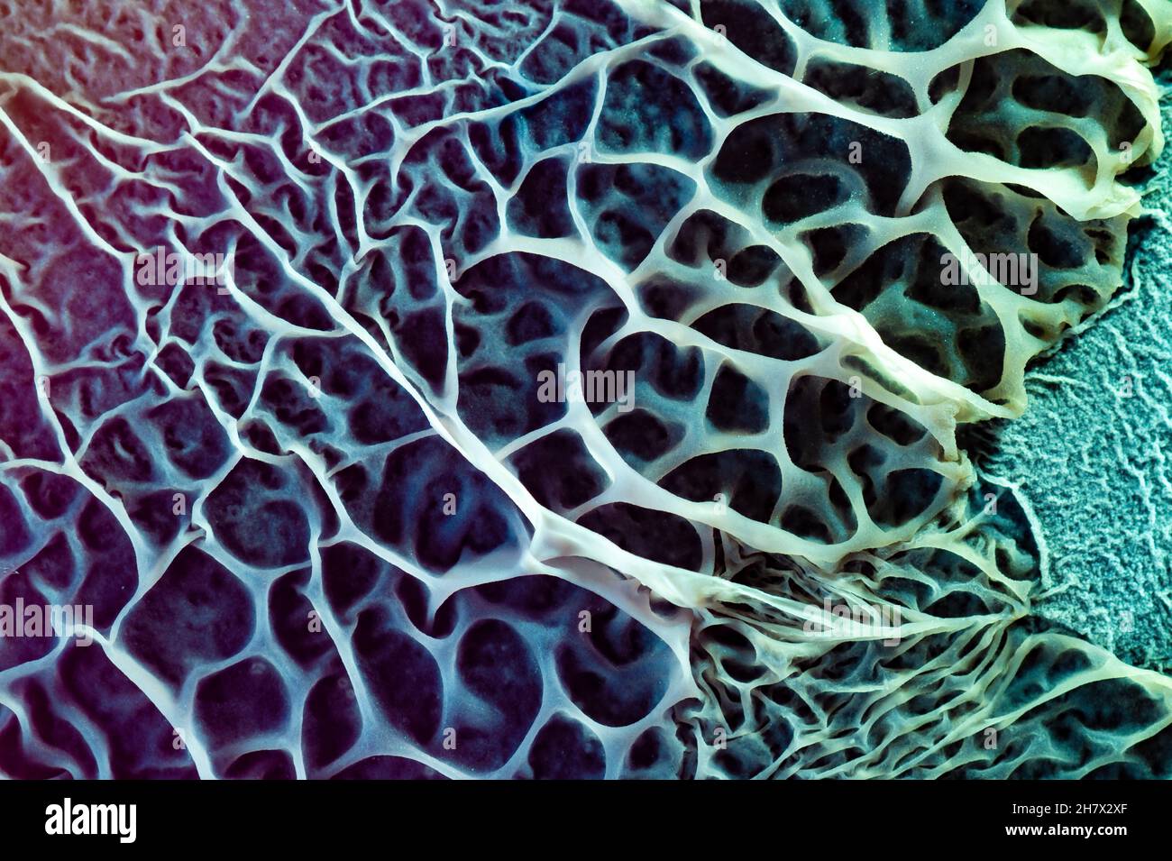 Croissance du biofilm Banque de photographies et d’images à haute résolution - Alamy