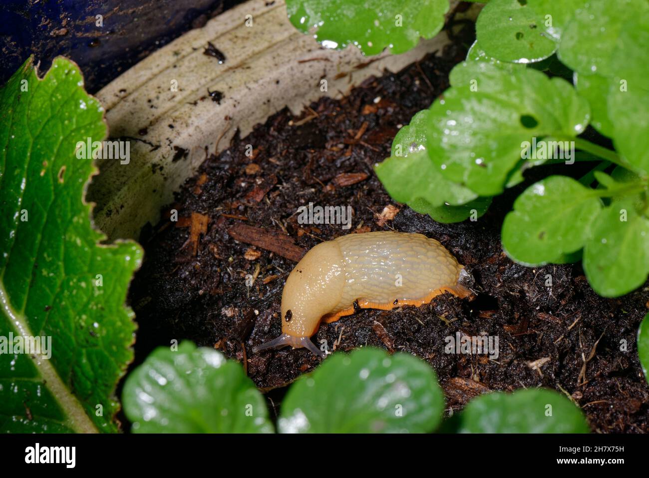 Grosse limace orange Banque de photographies et d’images à haute ...