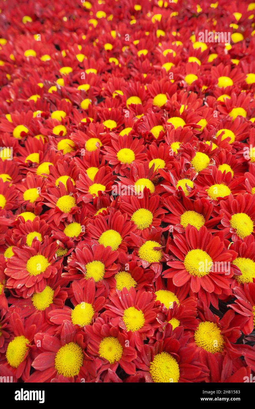 Fleur de marguerite rouge Banque de photographies et d’images à haute ...