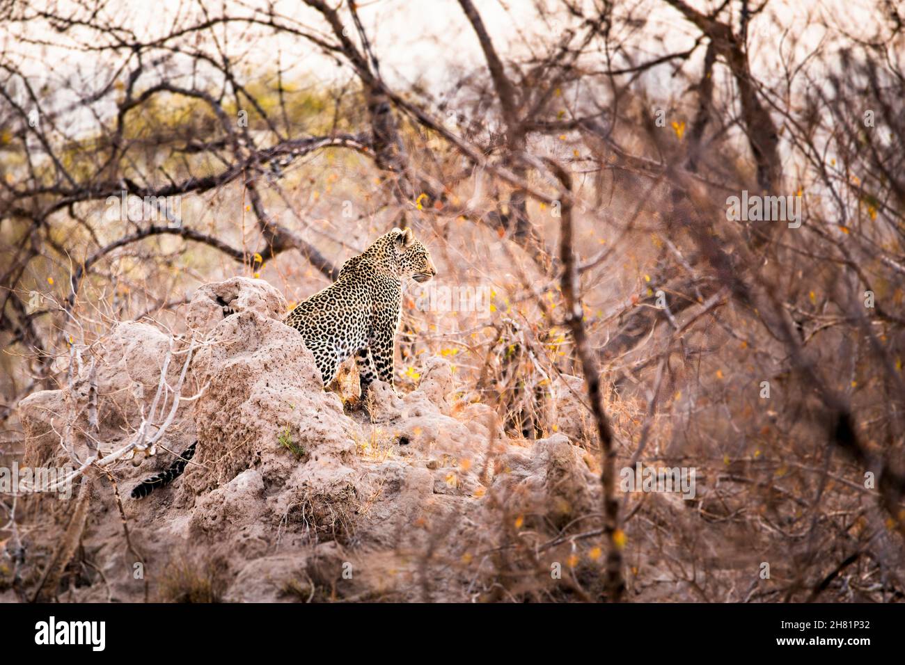 Savane sans feuilles Banque de photographies et d’images à haute ...