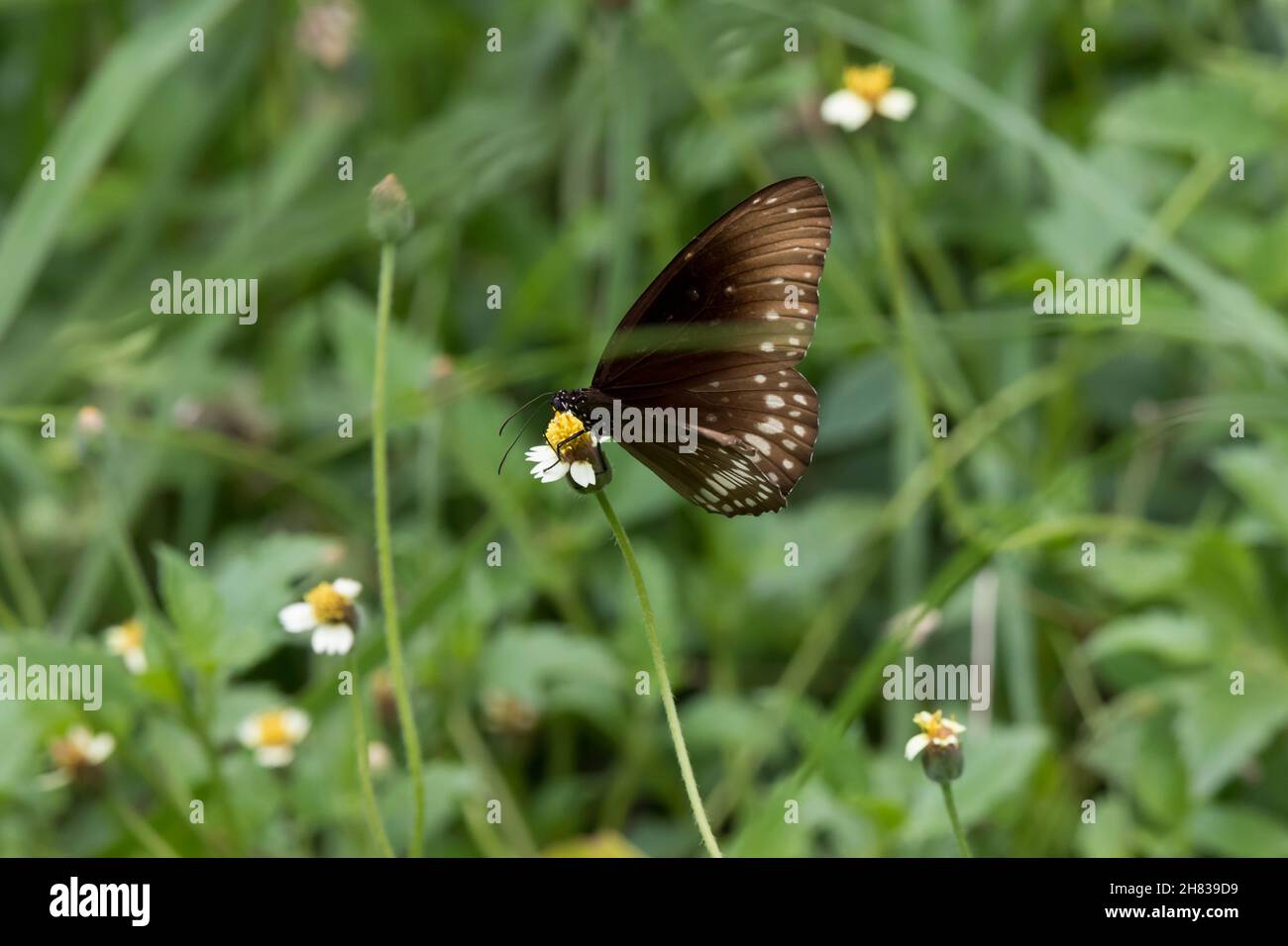 Papillon marron et blanc Banque de photographies et d’images à haute ...