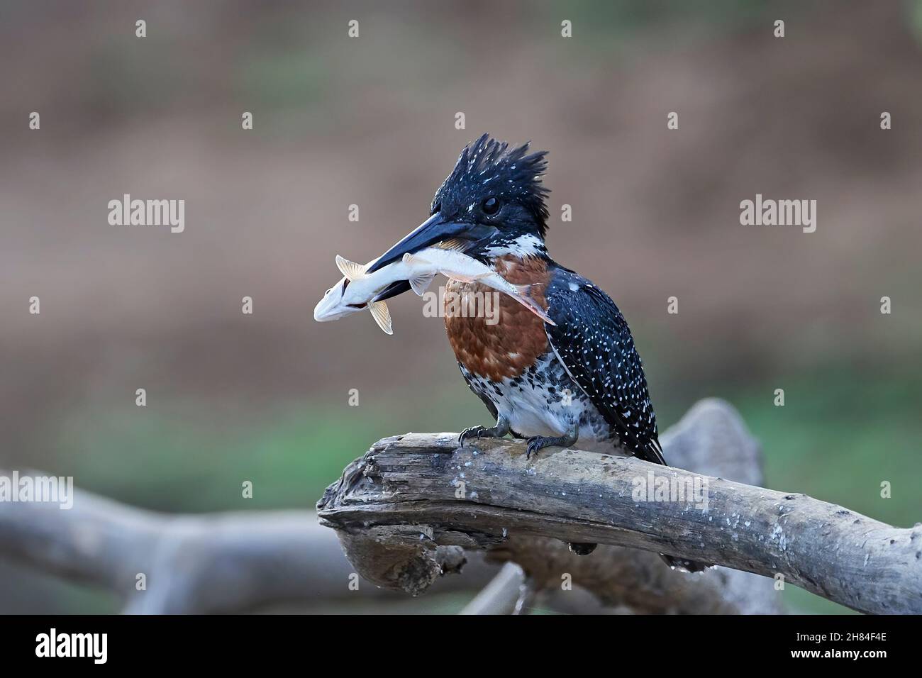 Martin-pêcheur géant dans son habitat au Sénégal avec un poisson dans ...